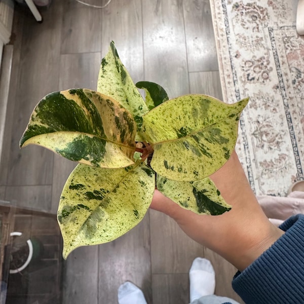 Cereus Forbesii Spiralis Twisted Cactus 4 Plant Pot - Etsy