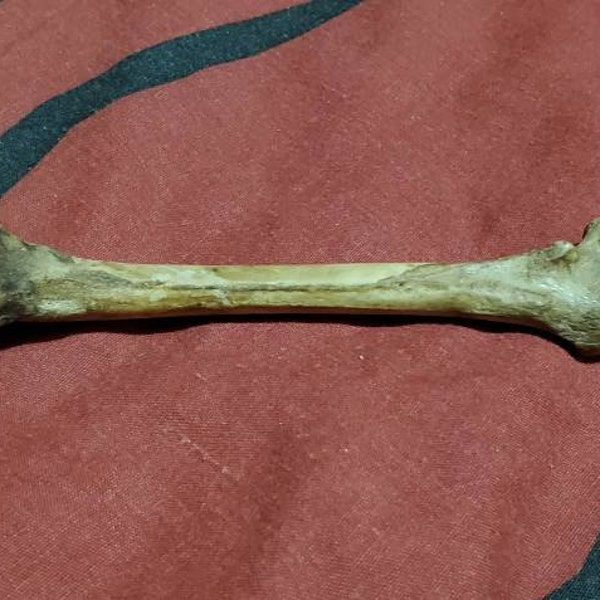 A Pair of English Wild Red Fox Bones - Etsy