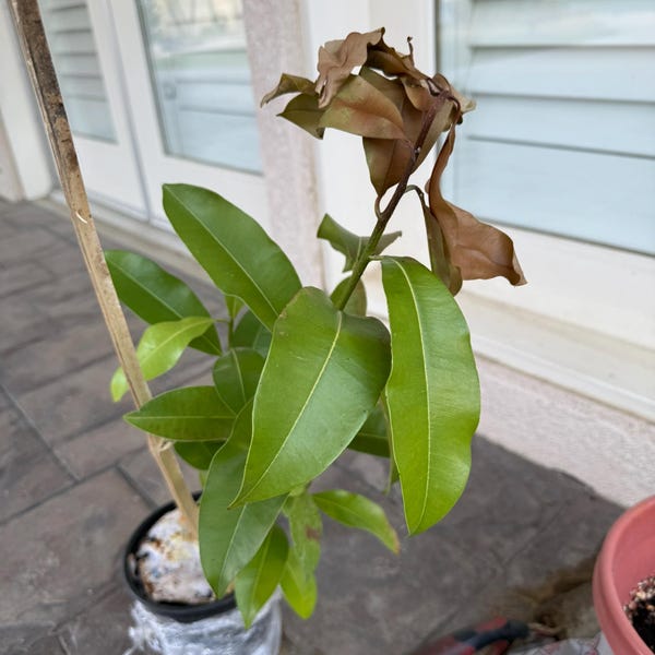 Organic Cassava Yuca Live Plant in Pot or Five Cuttings - No Shipping ...
