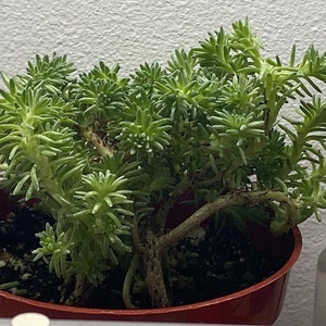 Mini Joshua Tree Succulent 4 Pot Thick and Full Sedum Multiceps Rare - Etsy
