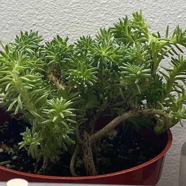 Mini Joshua Tree Succulent 4" Pot Thick and Full - Sedum Multiceps ...