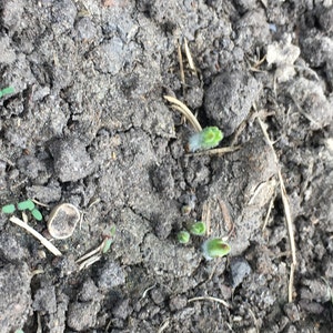 5 Wild Orange Day Lilly Plants Root System Only Twany Ditch | Etsy