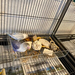 5 Bamboo Firecracker Talon Toys Bird Toys for Pet Parrots by | Etsy