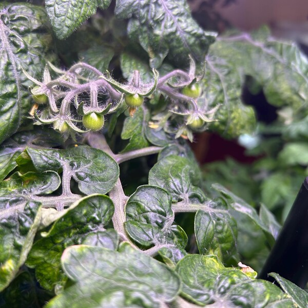FAT FROG Micro Dwarf Tomato Seeds - Organically Grown - Etsy