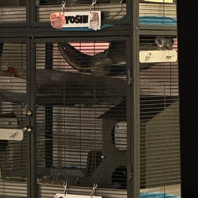 Personalized Crate Tag, Pet Crate Name Sign, Hello My Name is Hanging ...