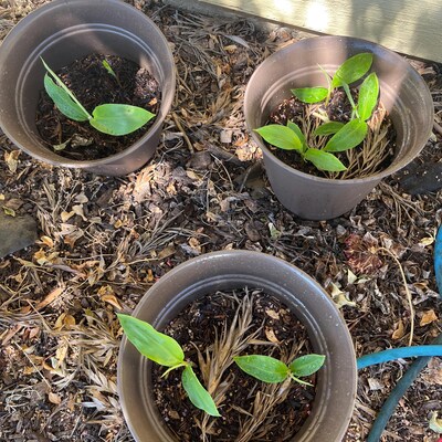 10 Red Custard Apple Seeds, Rare, Exotic and Delicious, Beautiful Fruit ...