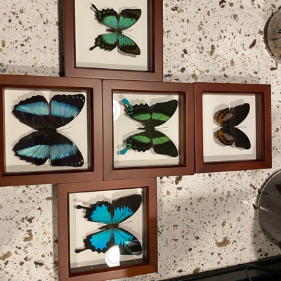 Real Butterfly Display Blue Mountain Butterfly 6x6 - Etsy