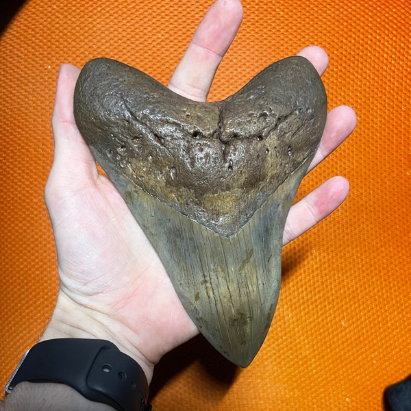 5 Ice Age Turtle Shell Fossils From Florida - Etsy