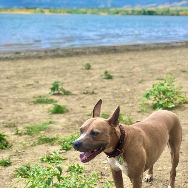 Sundance Shearling Dog Jacket - so Boho Chic in Black! - Etsy