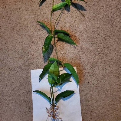 Hoya Multiflora Albomarginata hoya-variegated Phyto-cer:/// - Etsy