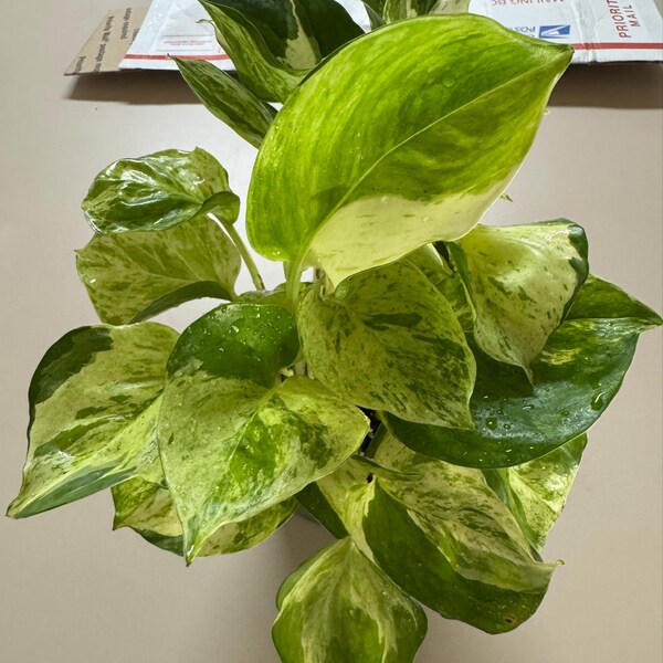 3” Sooo (TM) Silver Scindapsus Plant Pot - NEW CULTIVAR - Lush ...