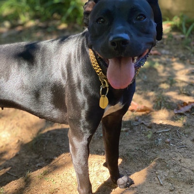 LINUS: Hand Stamped Personalized Custom Pet ID Tags for Dogs and Cats ...