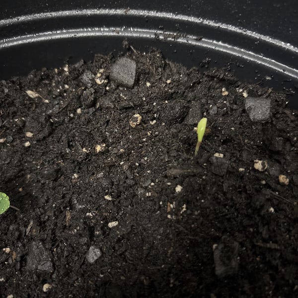 Three Sisters Seed Collection Native American Farming Corn, Bean ...