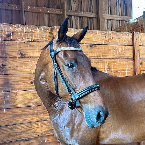 Anatomical Working Hunter Leather Bridle Cavesson Padded Cutaway ...