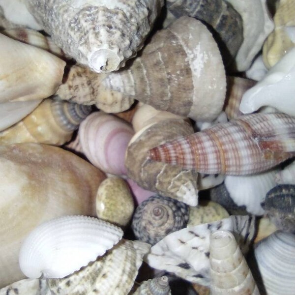 SMALL SHELLS MIX Assorted for Craft, Decoration, Wedding, Nautical Home ...
