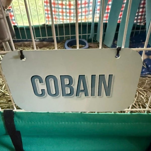 Guinea Pig Name Tag, Guinea Pig Accessories, Guinea Pig Cage ...