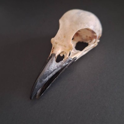 Real Carrion Crow Skull Corvus Carone Raven Corvid Taxidermy Gothic ...