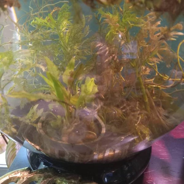 Banana Plant (nymphoides Aquatica) - Etsy