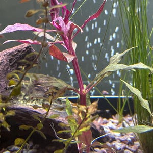 Christmas Moss on Coconut Shell Bridge Live Foreground Plant Moss - Etsy