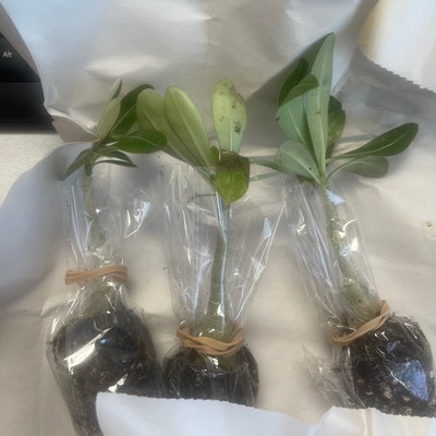 1 Grafted Doubleblack Purple Adenium - Etsy