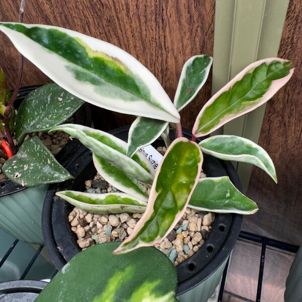 Medinilla Scortechinii Starter Plant ALL STARTER PLANTS Require You to ...
