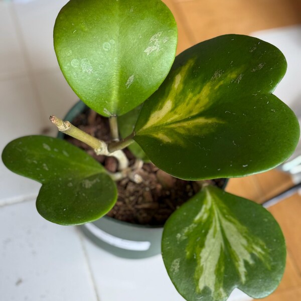 Hoya Millie Sms 019 in 4.5”pots - Rare Hoya - Wax Plant - Attractive ...