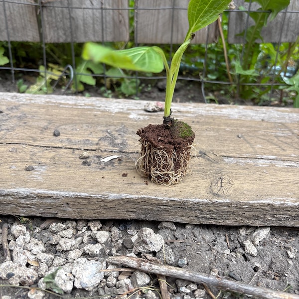 2 Echinacea Lemon Yellow Improved Perennial Starter Coneflowers ...