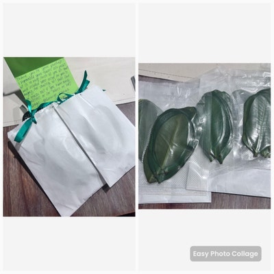 Fresh Organic Bay Rum Leaves pimenta Racemosa west Indian Bay Rum - Etsy
