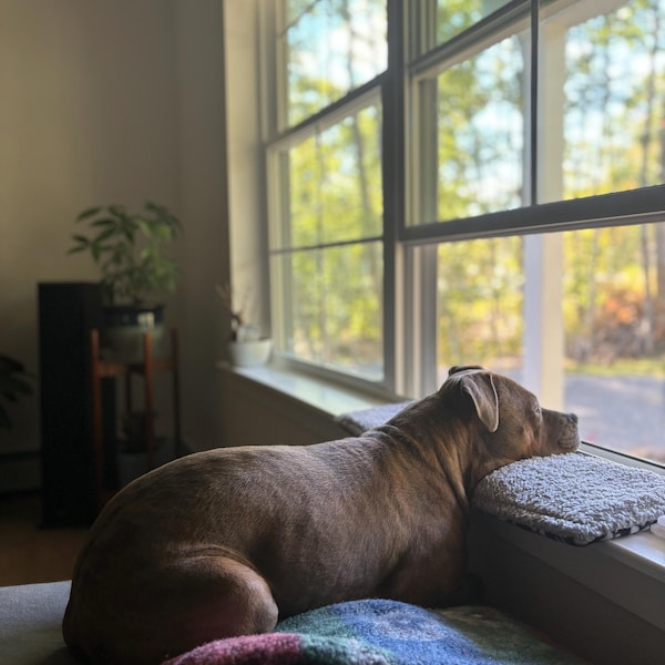 Window Sill Cat Pad/ 8 Sill Pad - Etsy