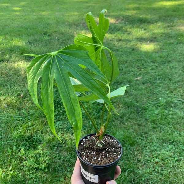 Anthurium Pedatoradiatum "fingers" Plant - 4 Inch Pot - Live Plant - Etsy