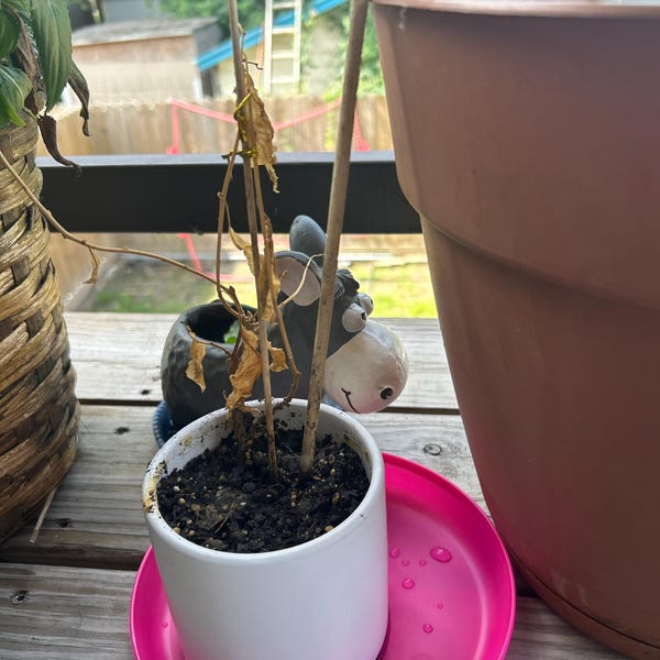 Athens Blue Princess Glory Bush Plant~~tibouchina Urvilleana~small ...