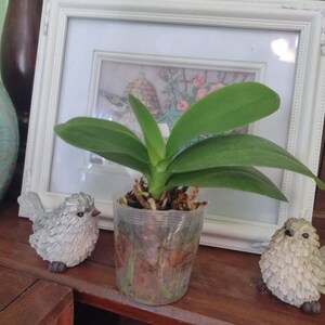 Husky Plant Ruby Velvet Red Phalaenopsis Formosa Ruby - Etsy