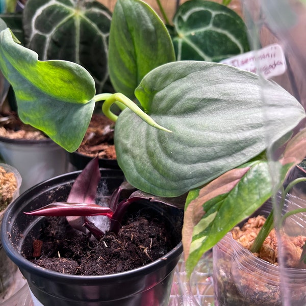 Scindapsus Silver Hero in 4 Pot - Etsy