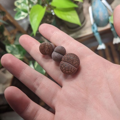 Plant one Lithops Dorotheae C300 - Etsy