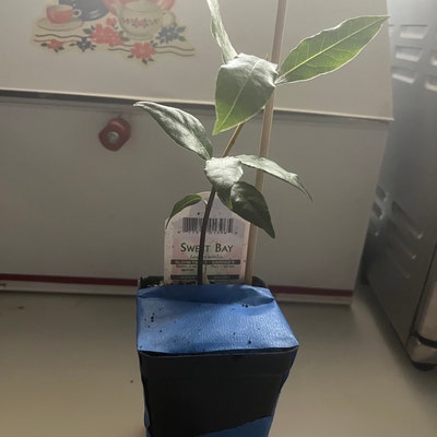 Tuberose Bulbs, Double Bloom, Polianthes Tuberosa, Rajanigandha ...