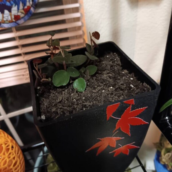 Peperomia Ruby Cascade, Trailing Peperomia, Trailing Plant, Hanging ...