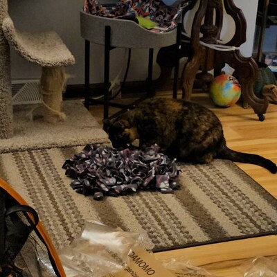 9 X 9 Catnip Mat-all Natural Catnip-cats-cat Toy-gifts for Pets-cat ...