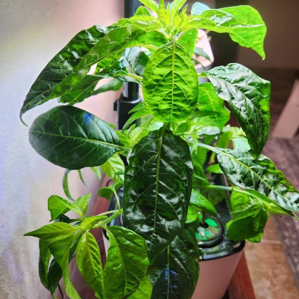 Tulsi Seeds - Holy Basil - Temperate Tulsi - Ocimum Africanum - Herbal ...