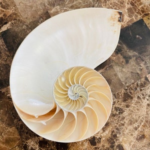 Imperial Volute Conch Shell Horn Spikes Unique Large Display | Etsy