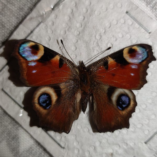 Morphidae - Morpho Theseus Juturna - Mounted - Insects for Your Art ...