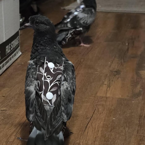 Set of 2 Pigeon Pants | You Can Attach a Leash. the Leash is Not ...