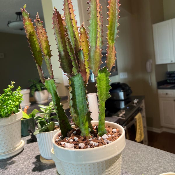 Blue Glow Agave | 3 Gallon | Live Succulent Plant | Cactus | Indoor ...
