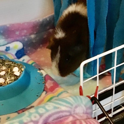 Hamster, Gerbil, Rat, and Mouse Forage Mix - Etsy