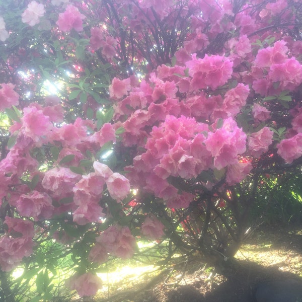 Super RARE Vintage SPREE Vol. 1 No. 6 Mens Magazine January 1958 ...