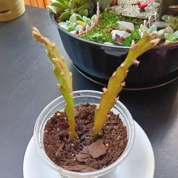 Aloe Ghost - Aloe Striata Hybrid 'ghost Aloe' Beautiful Real Aloe Plant ...