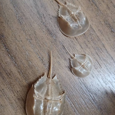 Angel/shell Angel/guardian Angel/ Sanibel Shell Ornament - Etsy