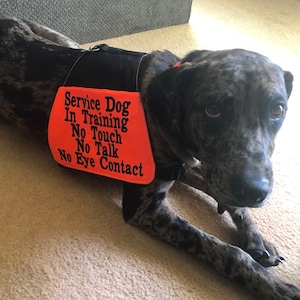 Vest very Adjustable, in Training No Touch No Talk No Eye Contact ...