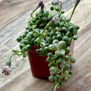 Imported Living Stone Lithops Succulent Plant - Etsy