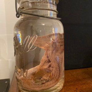 Four Mummified/preserved Fetal Piglets Displayed in Riker Box - Etsy