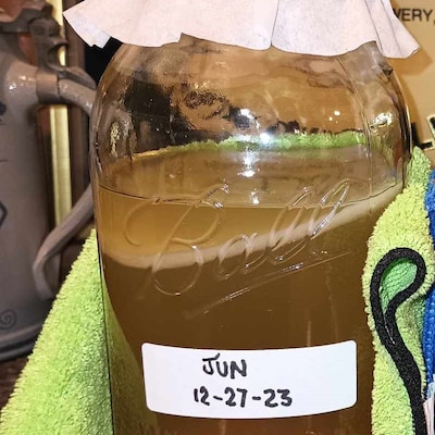 Authentic Honey JUN SCOBY W/starter Fermenting Instructions Champagne ...